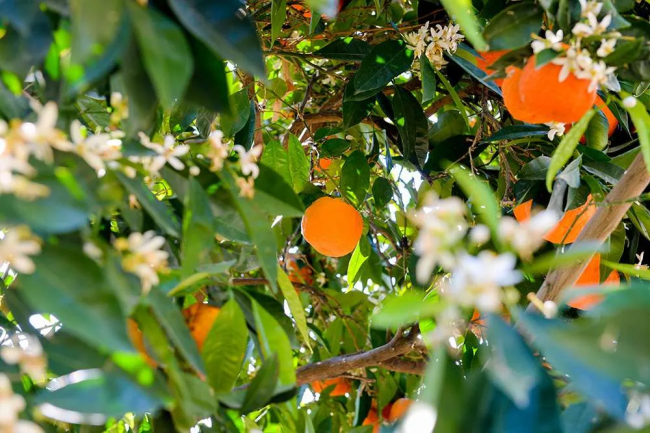 Mandarin Festival in Dierona | Cyprus Food Museum