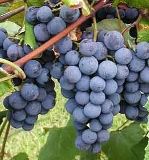 Stafili - grapes | Cyprus Food Museum