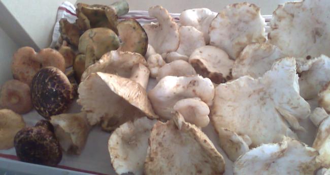 Manitaria - mushrooms | Cyprus Food Museum