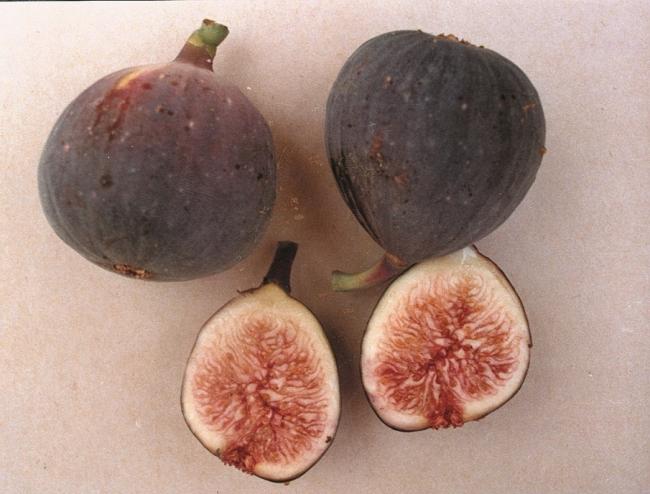 Syko - fig | Cyprus Food Museum