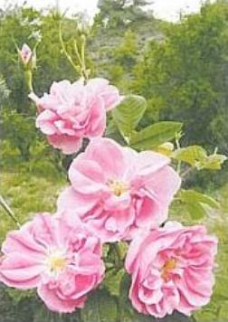 Rose water from Agros Village | Cyprus Food Museum