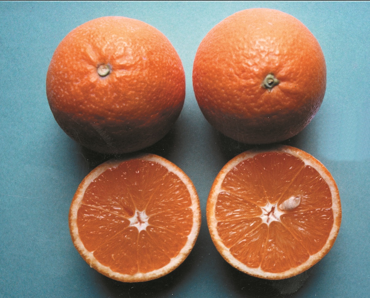 Mandarináda - Mandarin Squash | Cyprus Food Museum